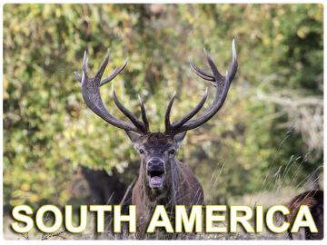 Global Hunting Safaris