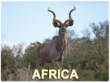Global Hunting Safaris